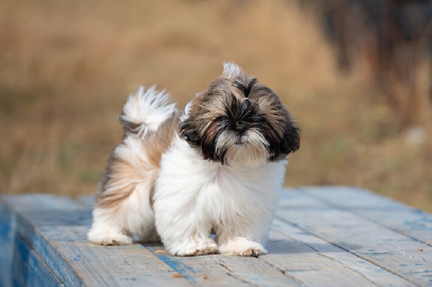 VENDE-SE! FILHOTES DE SHIH-TZU, 2 MESES, MACHO OU FÊMEA, ENSINADO FAZER ...